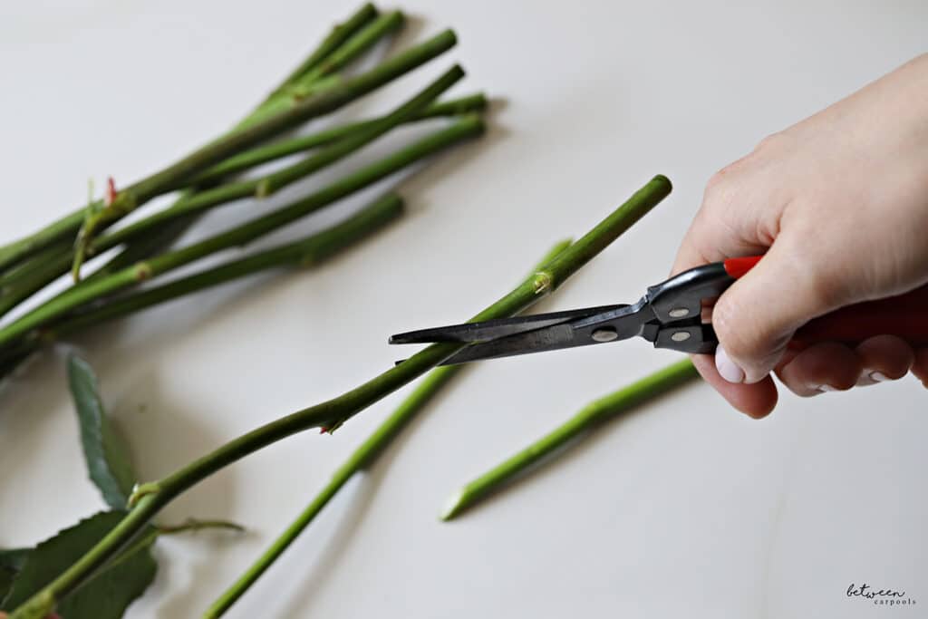 How to Turn Basic Roses from Beautiful to Breathtaking - Between Carpools