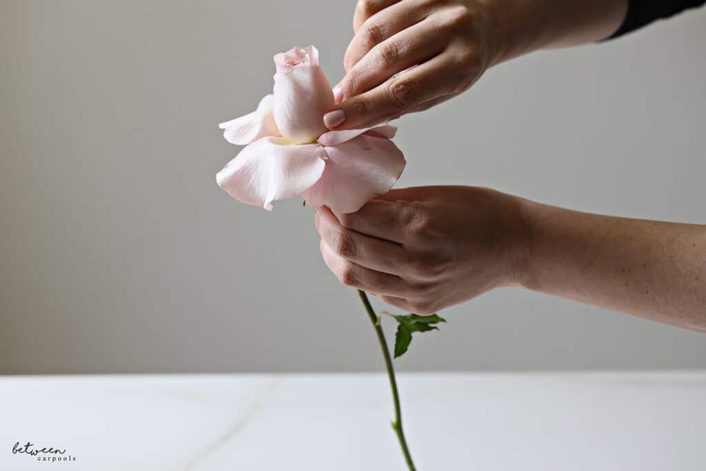 How to Turn Basic Roses from Beautiful to Breathtaking - Between Carpools