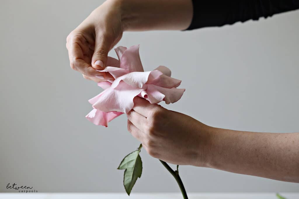 How to Turn Basic Roses from Beautiful to Breathtaking - Between Carpools