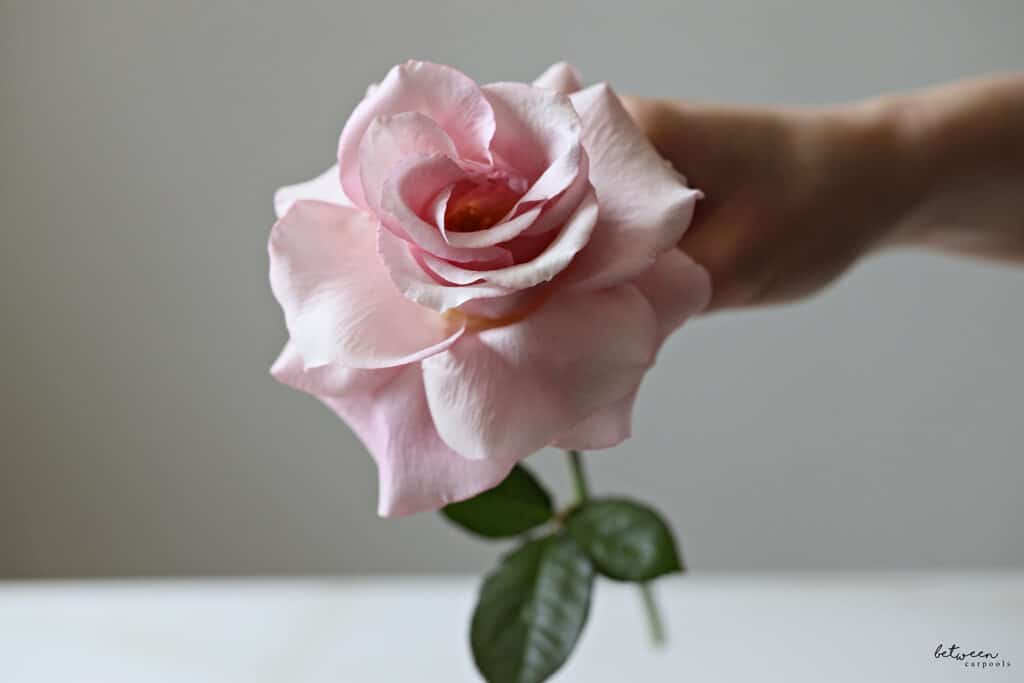 How to Turn Basic Roses from Beautiful to Breathtaking - Between Carpools